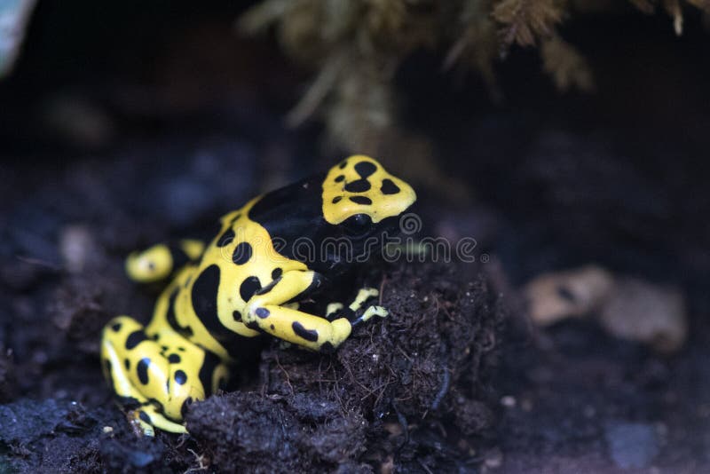 Yellow Headed Poison Frog Dendrobates Leucomelas Stock Photo - Image of ...