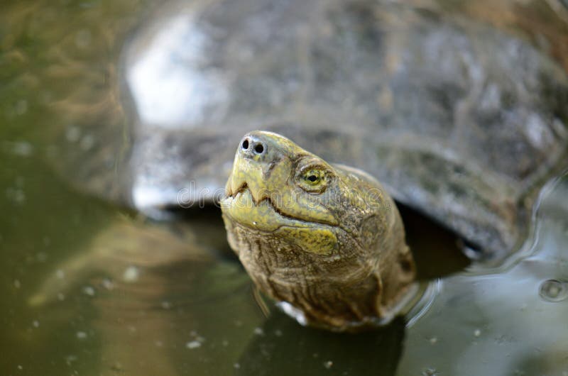 Yellow-headed Temple Turtle Stock Image - Image of head, natural: 24045505