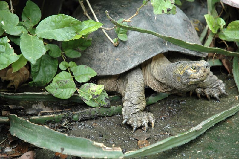Yellow-Headed Temple Turtle Stock Image - Image of baby, temple: 47958713