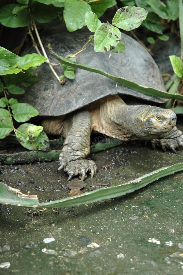 Yellow-Headed Temple Turtle Stock Photo - Image of bushes, staring ...