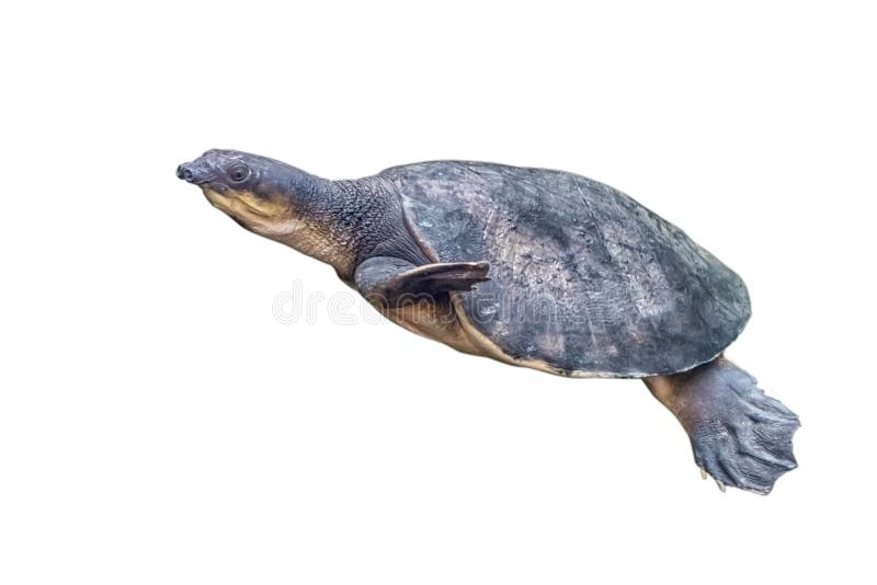Yellow-headed Temple Turtle Swimming. Isolated Stock Image - Image of ...