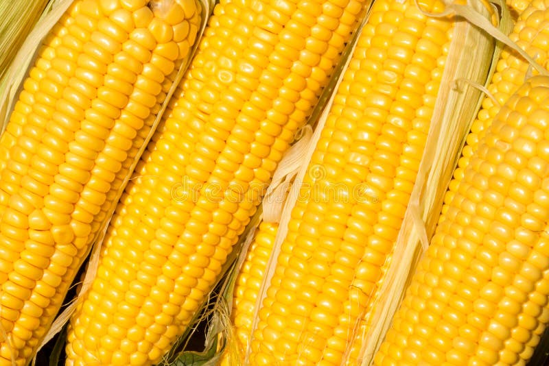 Heads of raw corn close up stock image. Image of ripe - 228227477