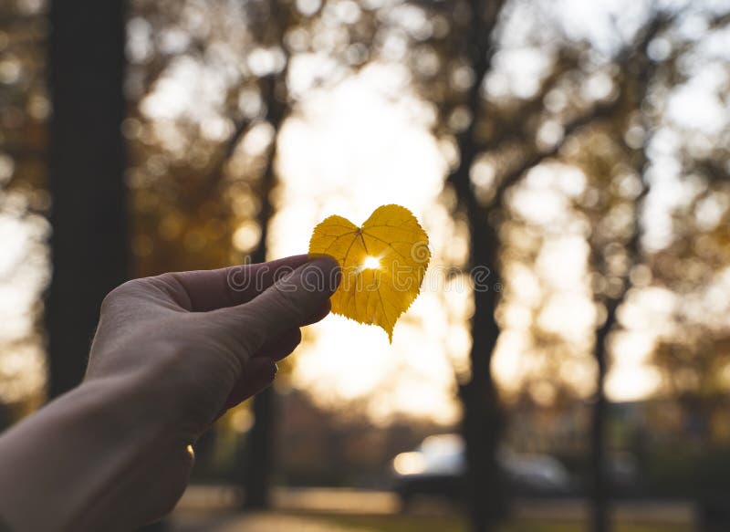 Yellow Heart Shaped Leaf in a Hand with Sun Shining through it Stock ...