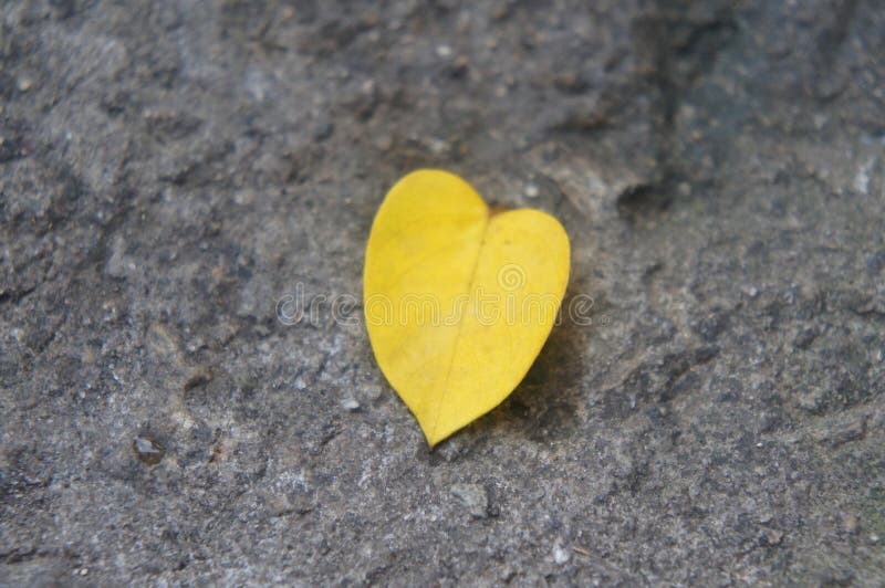 Yellow Heart-shaped Leaves on the Stone Floor Stock Image - Image of ...