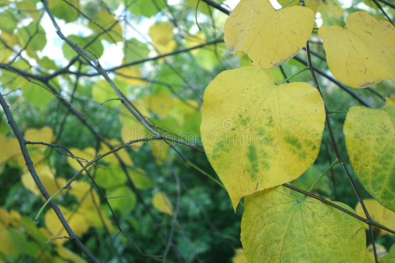 Yellow Hearts stock photo. Image of nature, shaped, leaves - 46031072