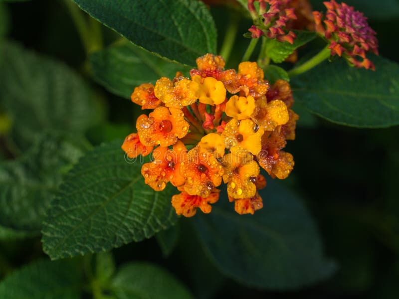 Yellow Hedge Flowers Blooming after Rain Stock Image - Image of flora ...