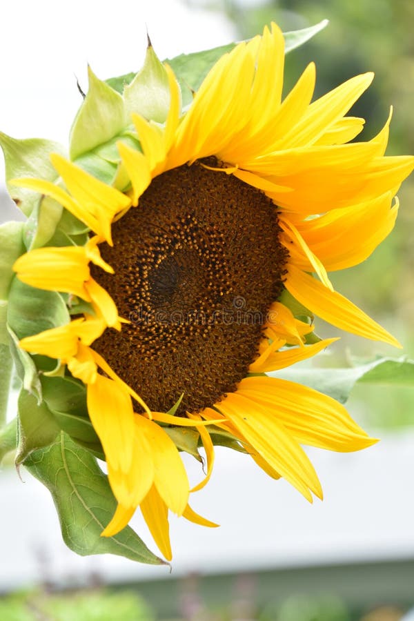 Yellow Helianthus Blooming and Flowering in the Summer Stock Photo ...