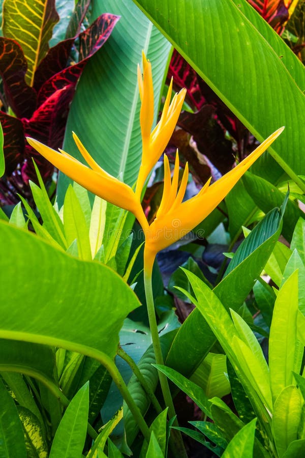 Heliconias in a Botanical Garden in St Lucia Stock Image - Image of ...