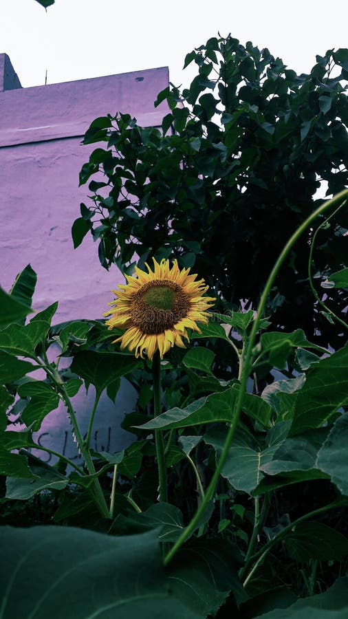 The yellow hello sunflower stock image. Image of wildflower - 205405537