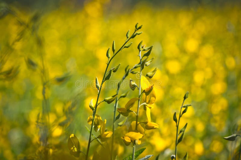 Yellow Sun Hemp Flower Field Stock Photo - Image of field, magnificent ...