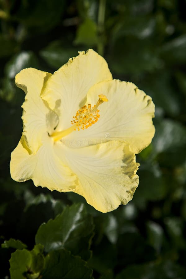 Yellow Hibiscus in Bloom Seen Up Close Stock Image - Image of care ...