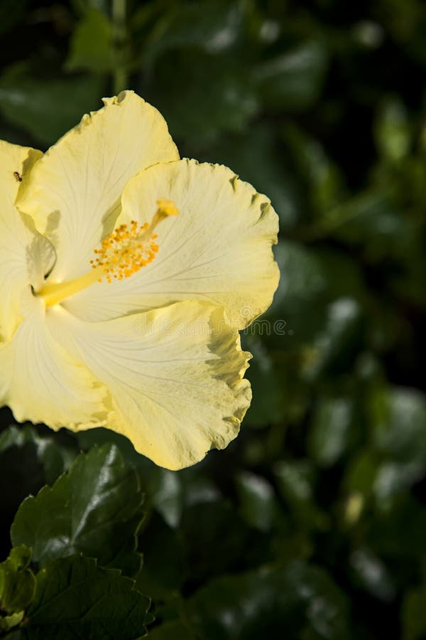 Yellow Hibiscus in Bloom Seen Up Close Stock Image - Image of drink, botanic: 261968479