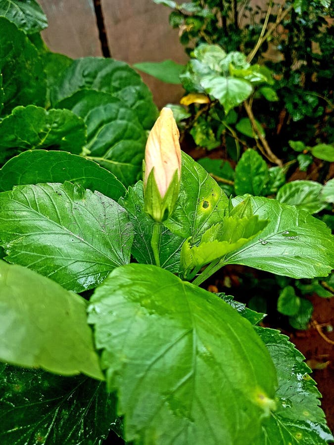 Yellow Hibiscus Rosa-sinensis, Chinese Hibiscus, Hawaiian Hibiscus ...