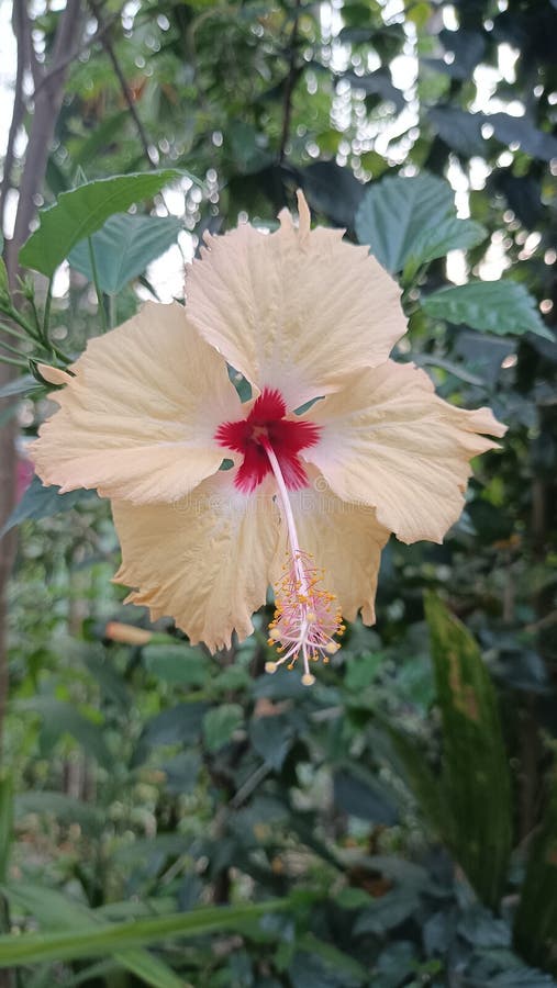 The Yellow Hibiscus Flower of Assam State, India Stock Photo - Image of ...