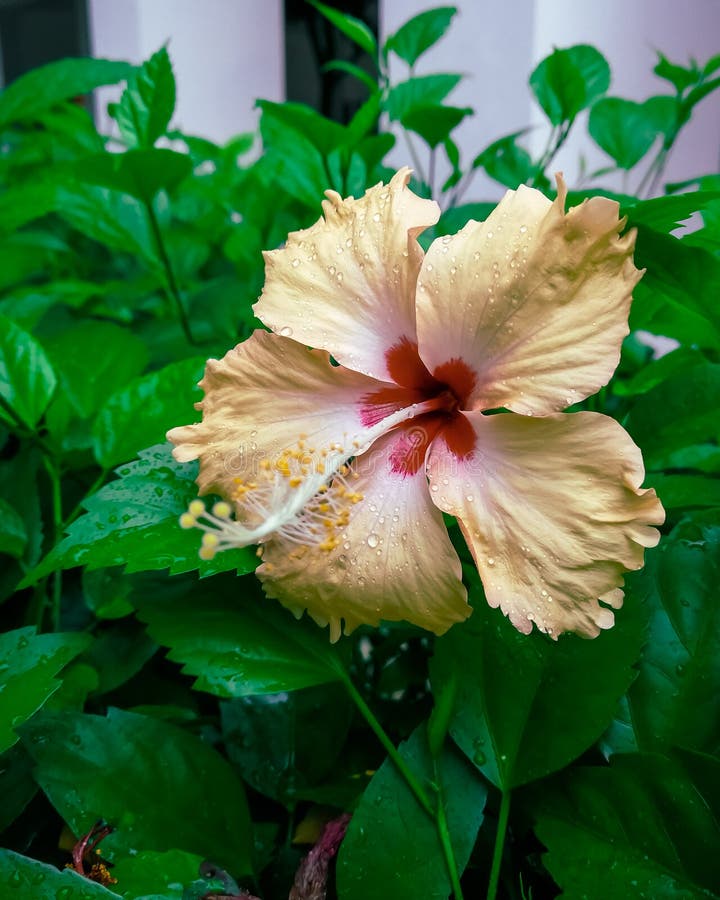 Yellow Flower among Giant Highland Breadfruit Tree Leaves, a Fig Tree ...