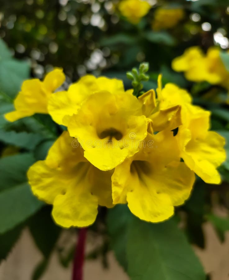 Yellow Hibiscus Flower with Patel Portrait View Stock Image - Image of ...