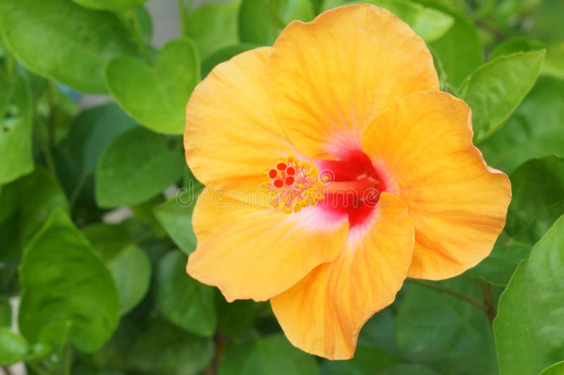 Yellow Hibiscus with Green Leaf Stock Photo - Image of orange, petal ...