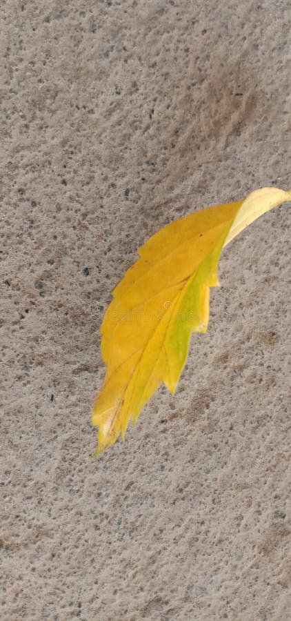 The Yellow Hibiscus Leaf is Fall To the Ground. Stock Photo - Image of ...