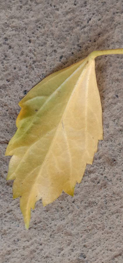The Yellow Hibiscus Leaf is Fall To the Ground. Stock Image - Image of ...