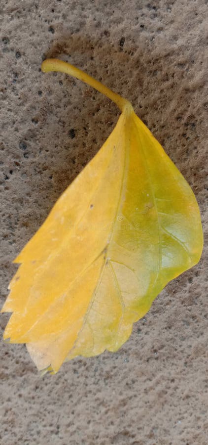 The Yellow Hibiscus Leaf is Fall To the Ground. Stock Image - Image of ...