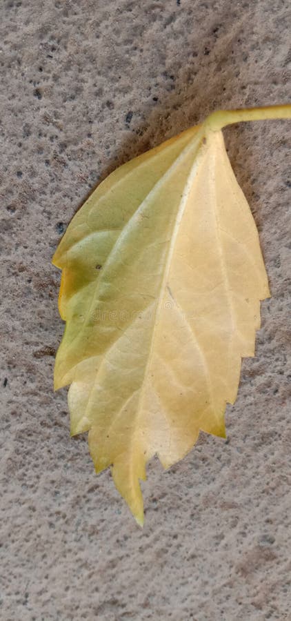 The Yellow Hibiscus Leaf is Fall To the Ground. Stock Photo - Image of ...