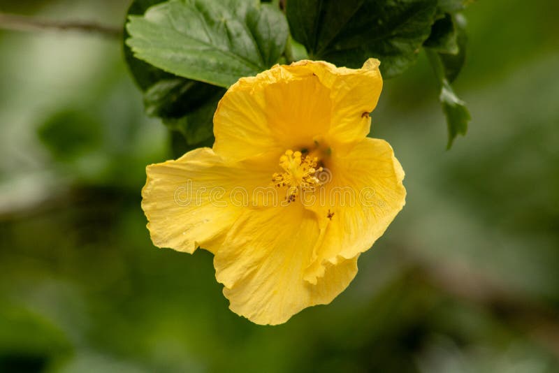 Yellow hibiscus stock image. Image of botany, yellow - 122245661