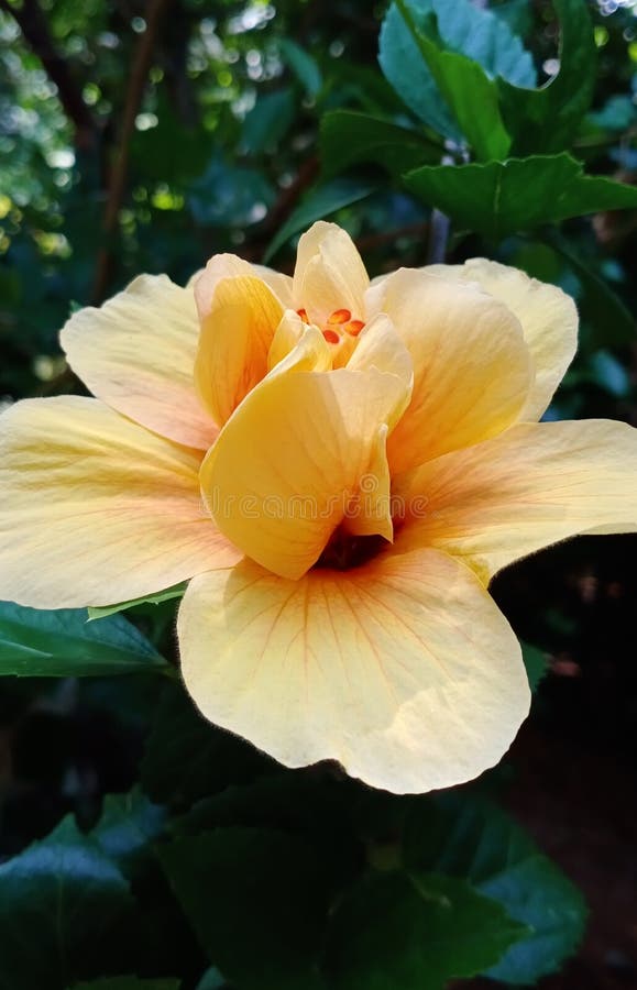 Yellow Hibiscus Rosa Double Plant Flower Stock Photo - Image of petal ...