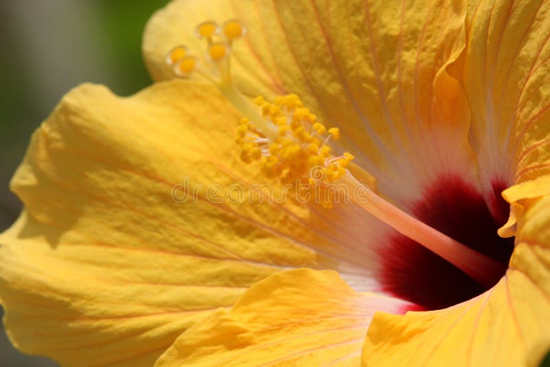 Yellow Hibiscus Stamen stock photo. Image of stamen, flower - 95703236