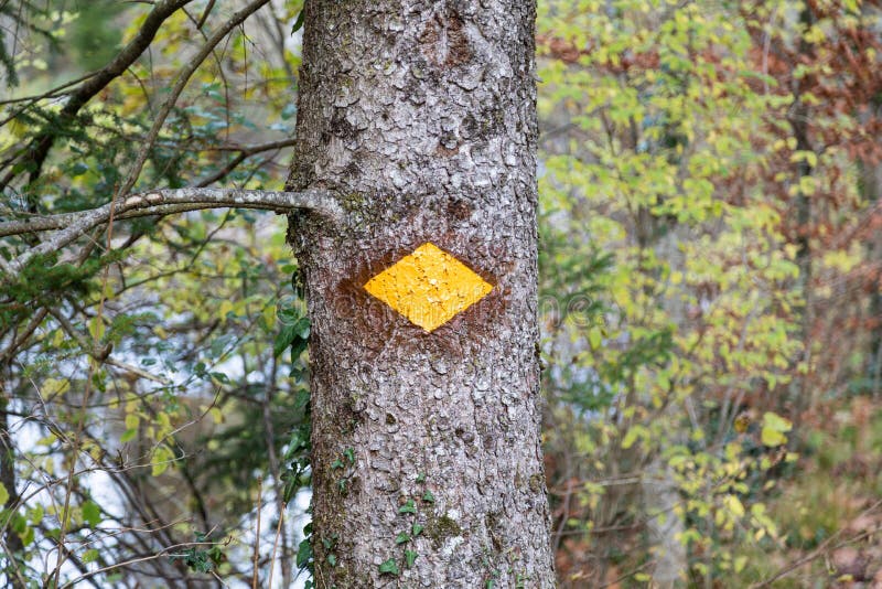 Yellow Hiking Trail Sign Marked with Spray Paint on a Tree in Front of ...