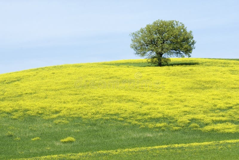 The yellow hill stock photo. Image of field, sunny, hill - 5136510