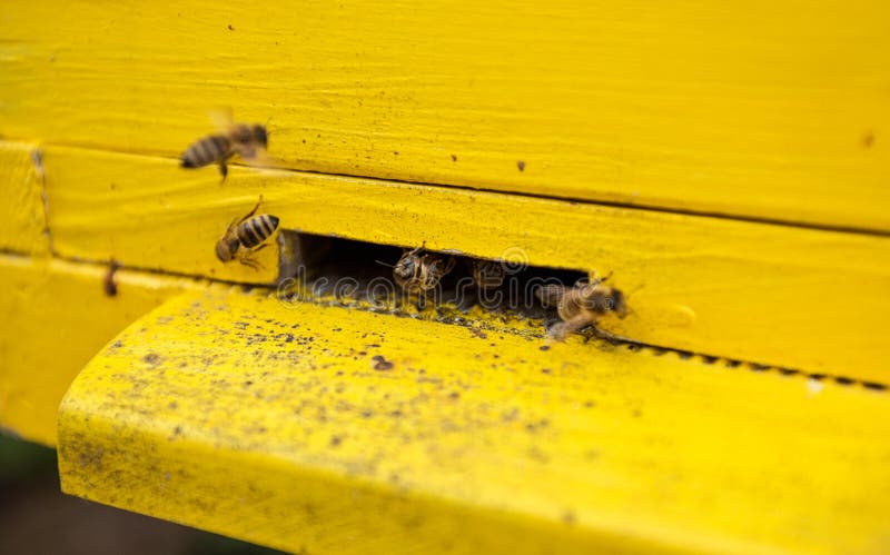 Yellow hive of bees stock image. Image of honeycomb, beehive - 89248933