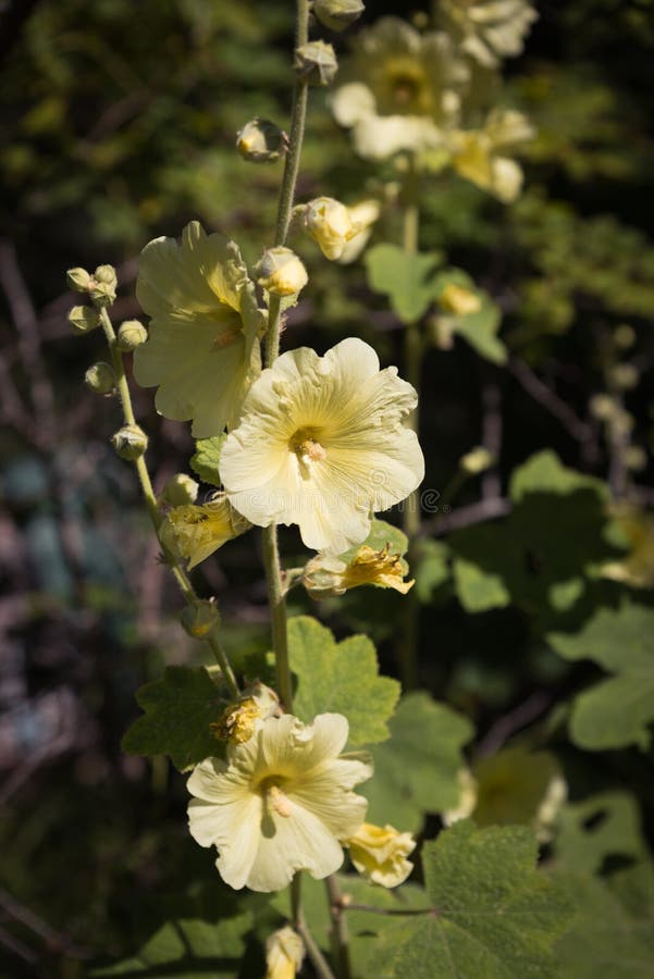 Wild Hollyhocks stock photo. Image of wild, fence, montana - 34399194