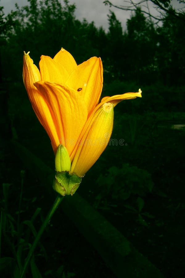 Yellow Home Picture. Image: 146173