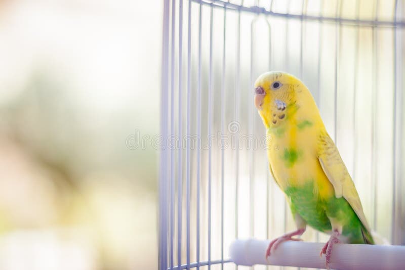 Yellow home parrot stock photo. Image of strain, cage - 136966114