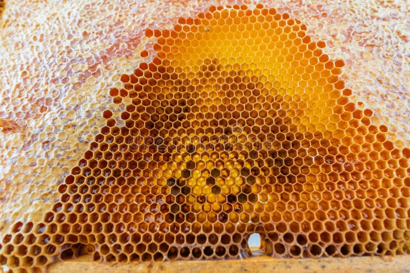 Yellow Honeycombs of a Beehive Partly Filled and Partly Empty Stock ...