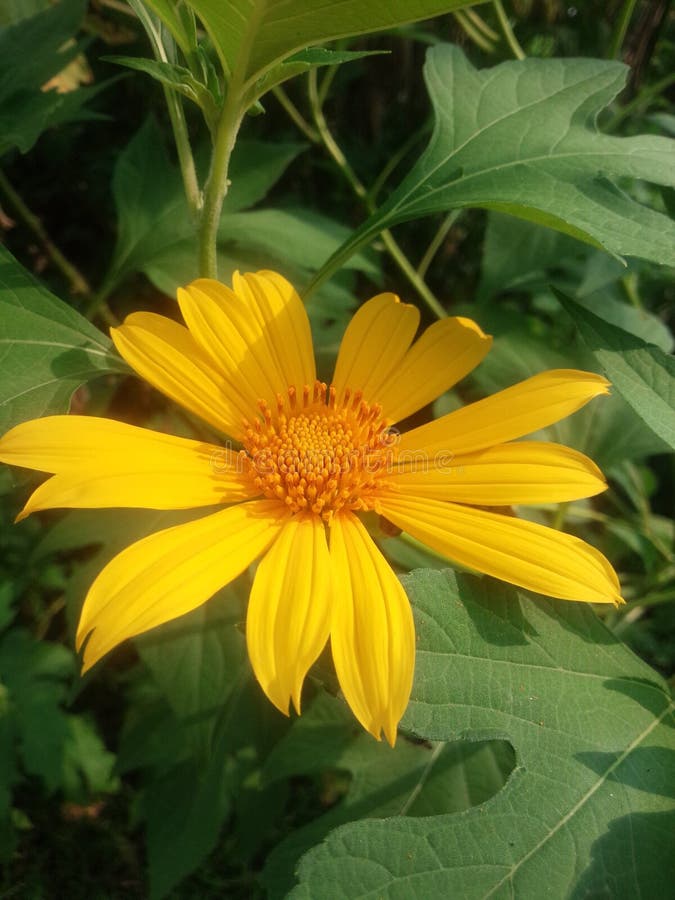 Yellow hope stock photo. Image of hope, yellow, flower - 115373630