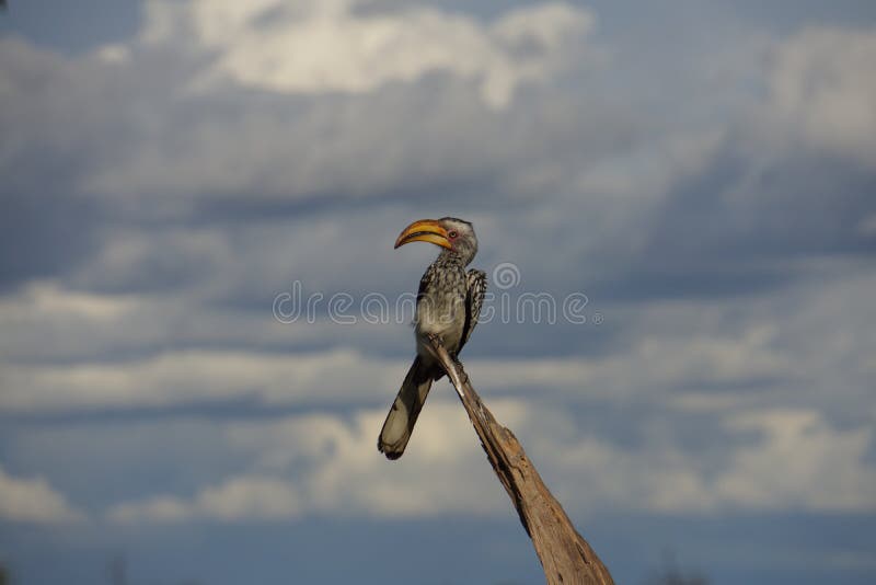 Horn Billed Goose stock photo. Image of bulbous, soft - 15363868