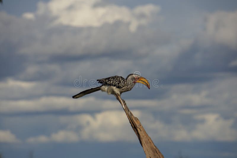 Horn Billed Goose stock photo. Image of bulbous, soft - 15363868