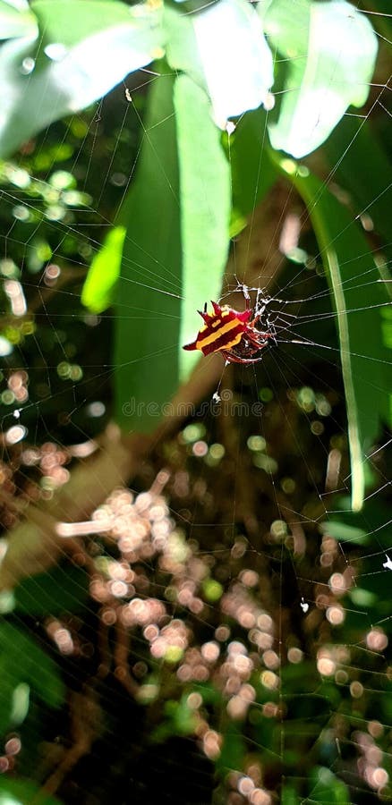 Yellow Horned Spider stock photo. Image of tropical - 185480736