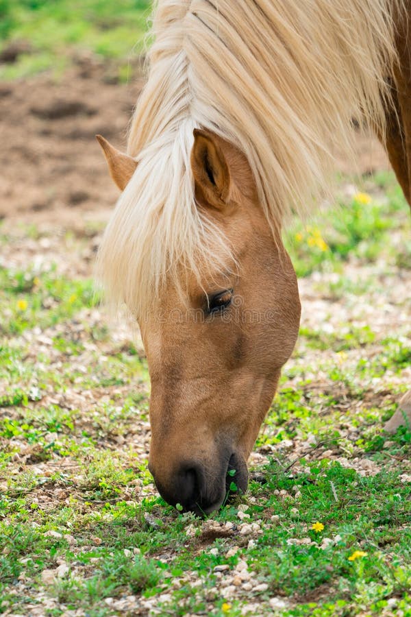 Yellow horse on the farm stock photo. Image of horses - 135558616
