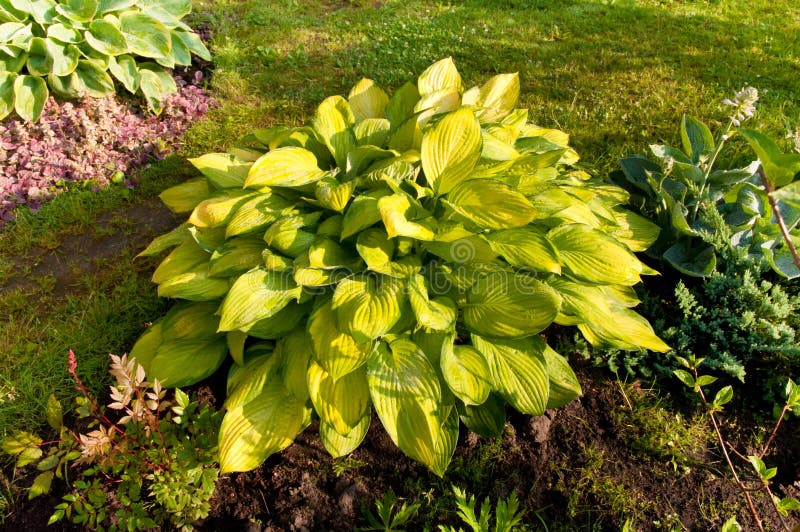 Yellow hosta stock image. Image of flora, beautiful, beauty - 31890079