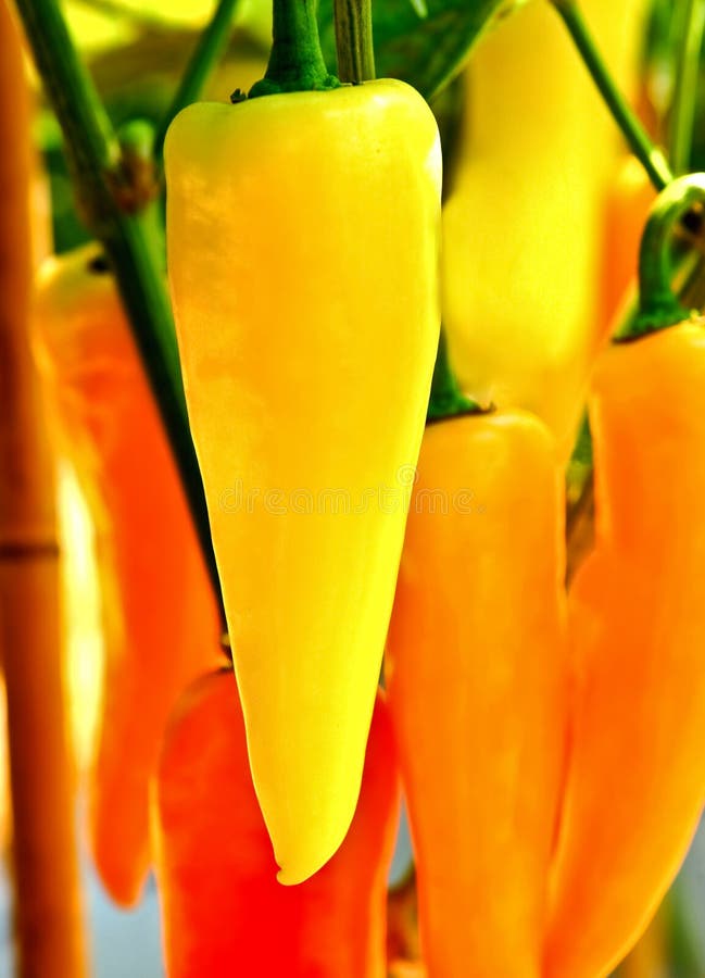Yellow hot chili peppers stock photo. Image of cayenne - 28807268