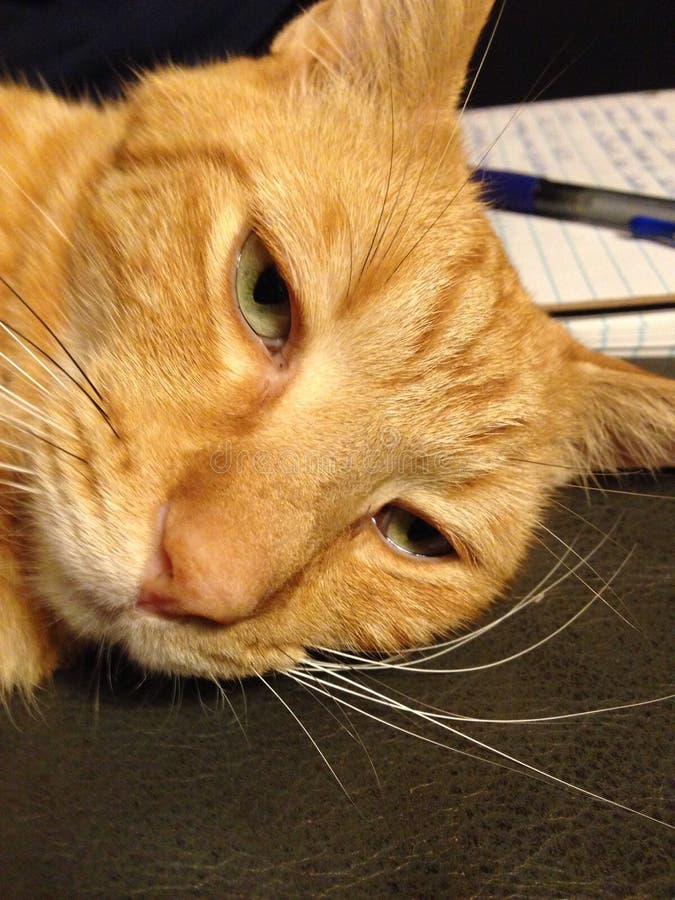 Yellow house cat stock photo. Image of eyes, awake, green - 51607894