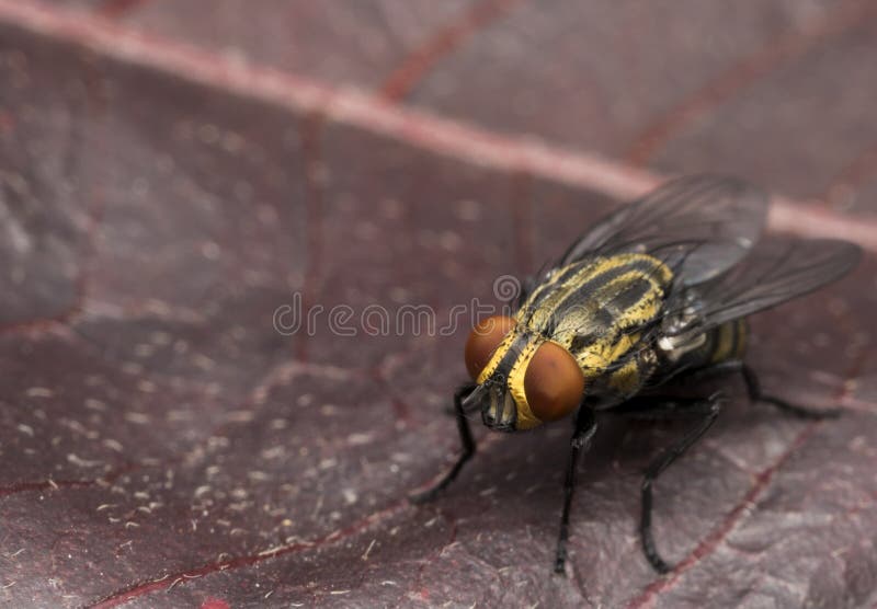 Yellow House Fly on a Red Leaf Stock Image - Image of hairy, entomology ...