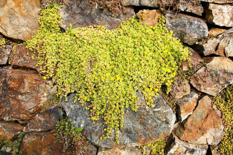 Yellow houseleek stock photo. Image of plant, green, sengreen - 40379672