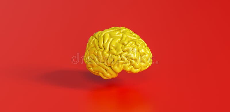 Yellow Human Brain Against Red Background Anatomical Model on Floor ...