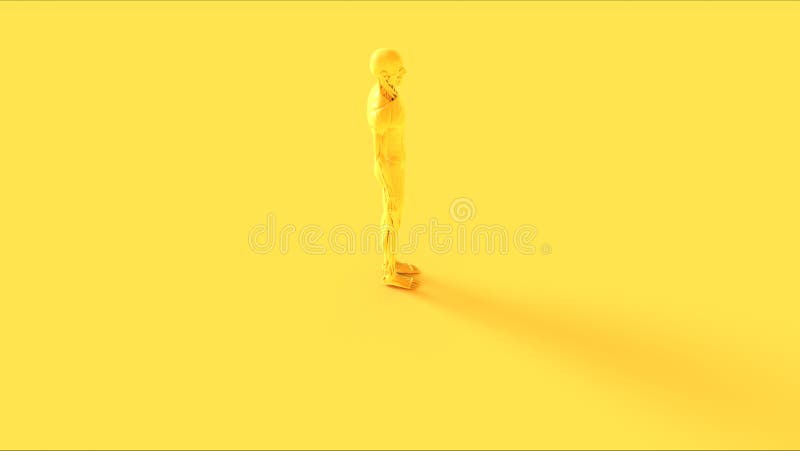 Yellow Human Ecorche System Anatomical Model Stock Illustration ...