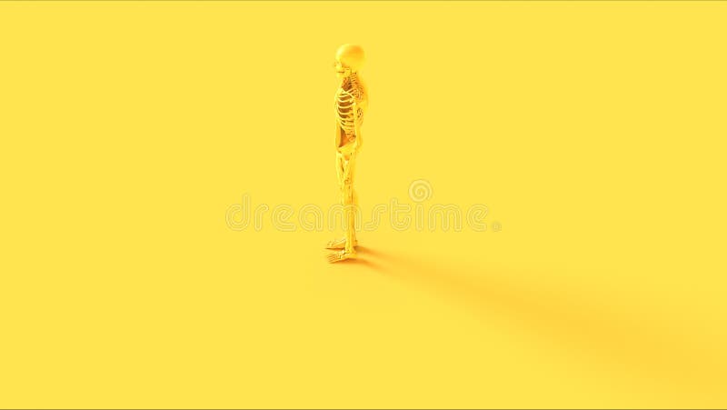 Yellow Human Ecorche System Anatomical Model Stock Illustration ...