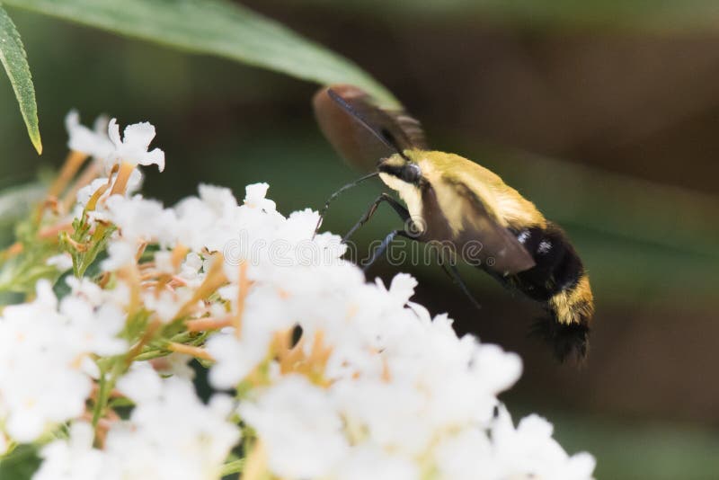 Hummingbird Moth stock photo. Image of orange, fuzzy - 101328638