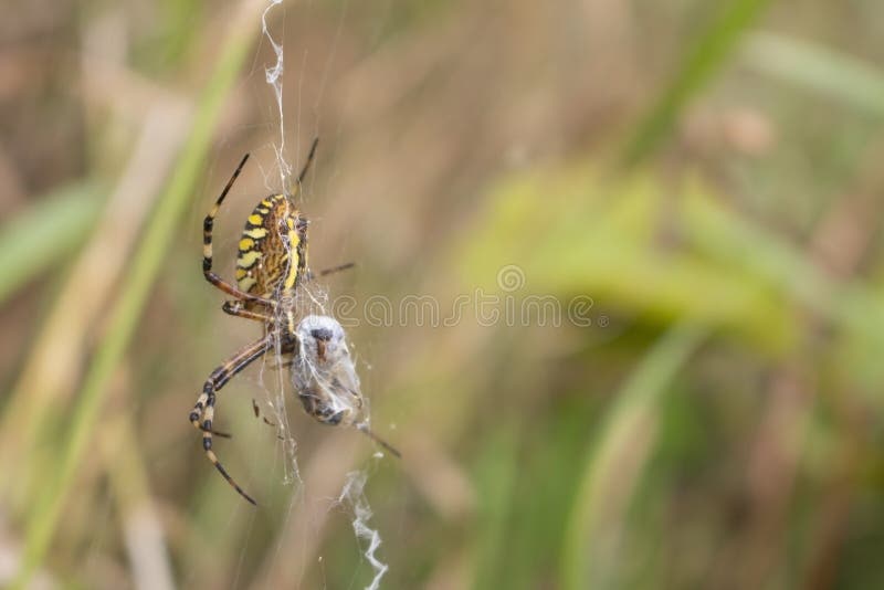 Yellow Hunting Spider Sitting on a White Web Stock Image - Image of ...